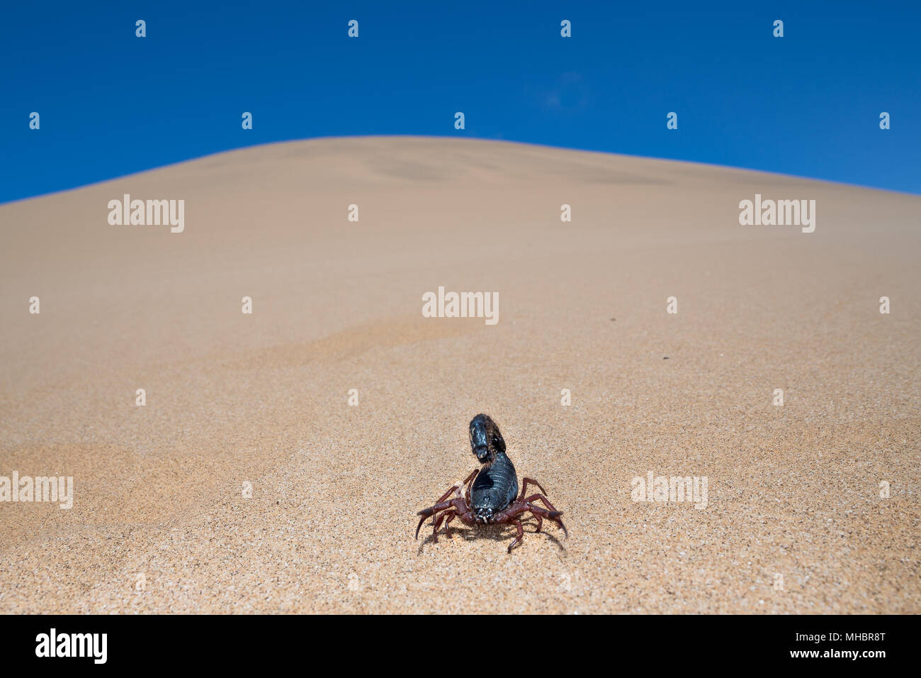 Parabuthus transvaalicus hi-res stock photography and images - Alamy