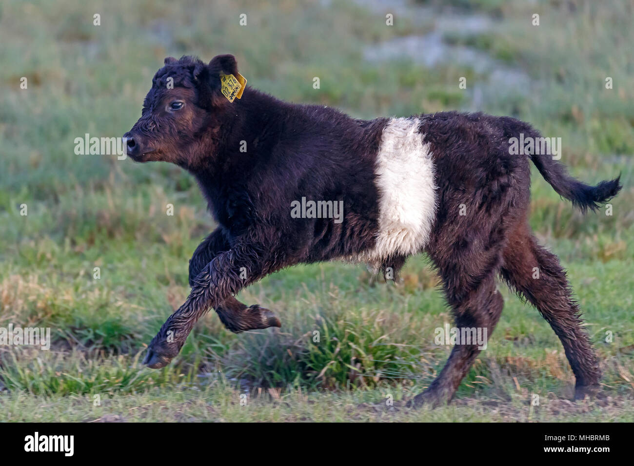 Galloway cattle, calf running in a meadow, Germany Stock Photo - Alamy