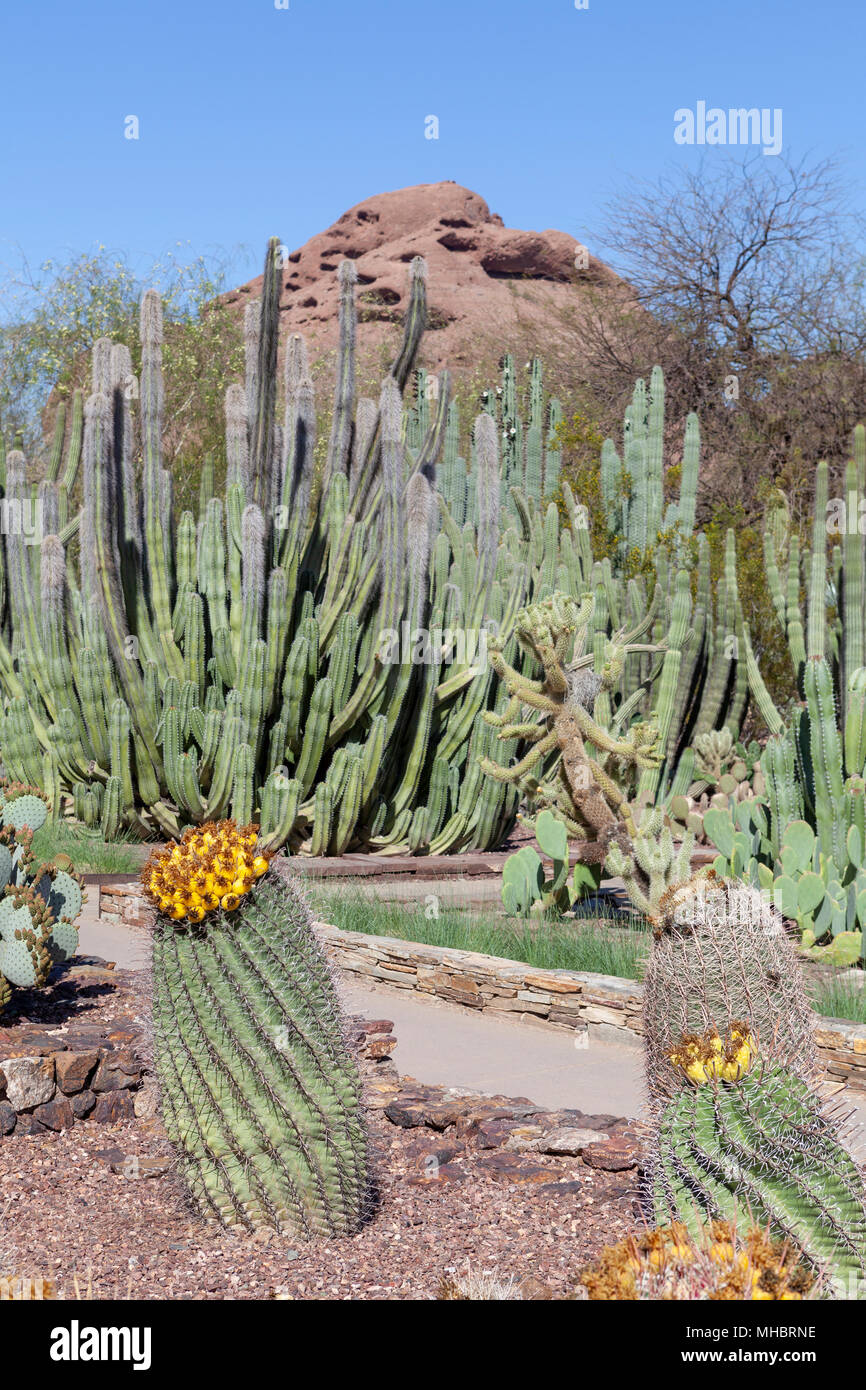 Desert Botanical Garden Stock Photo - Alamy