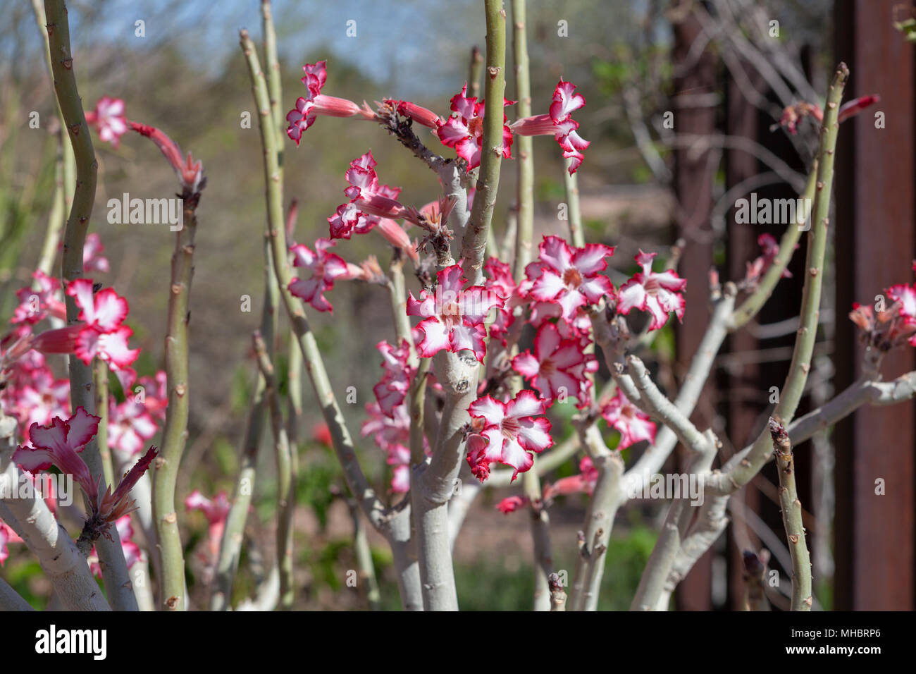 Adenium obesum (also known as a Desert Rose or a Karoo Rose Stock Photo ...