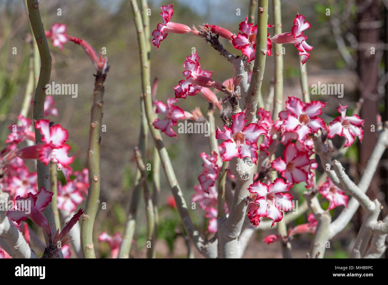 Adenium obesum (also known as a Desert Rose or a Karoo Rose Stock Photo ...