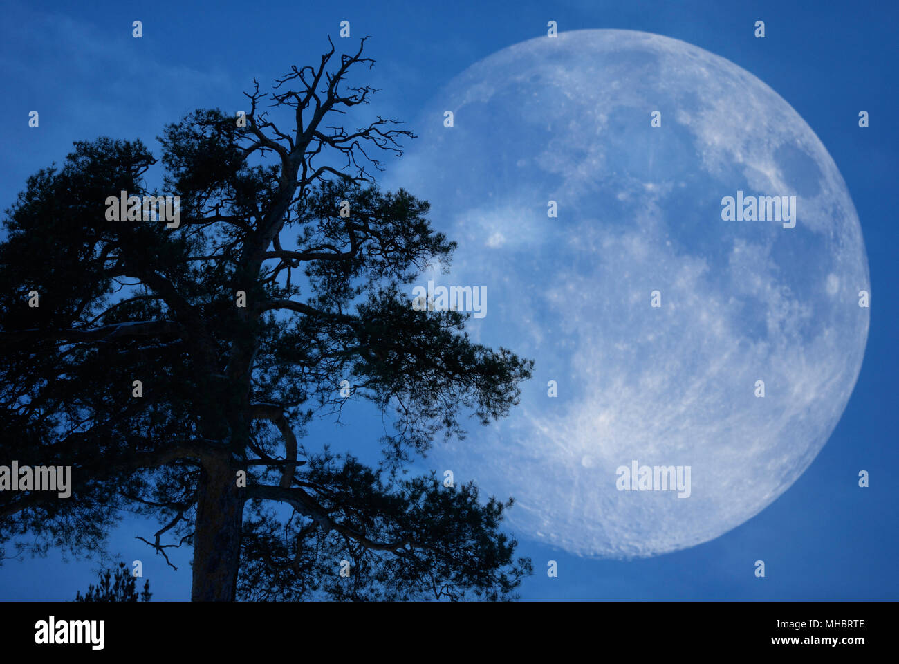 The moon behind hi-res stock photography and images - Alamy
