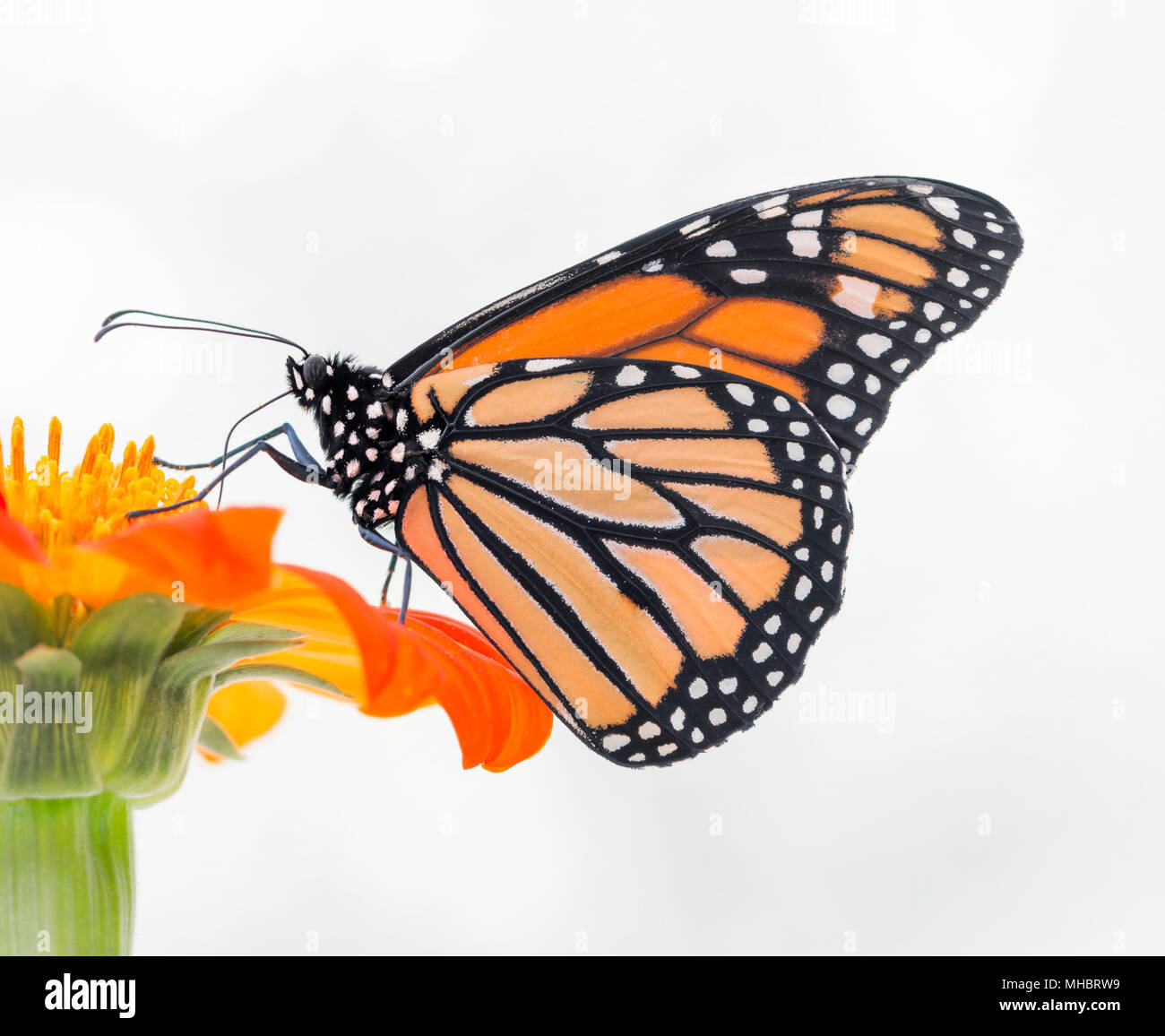 Monarch butterfly Danaus Plexippus feeding on a Tithonia flower on a ...