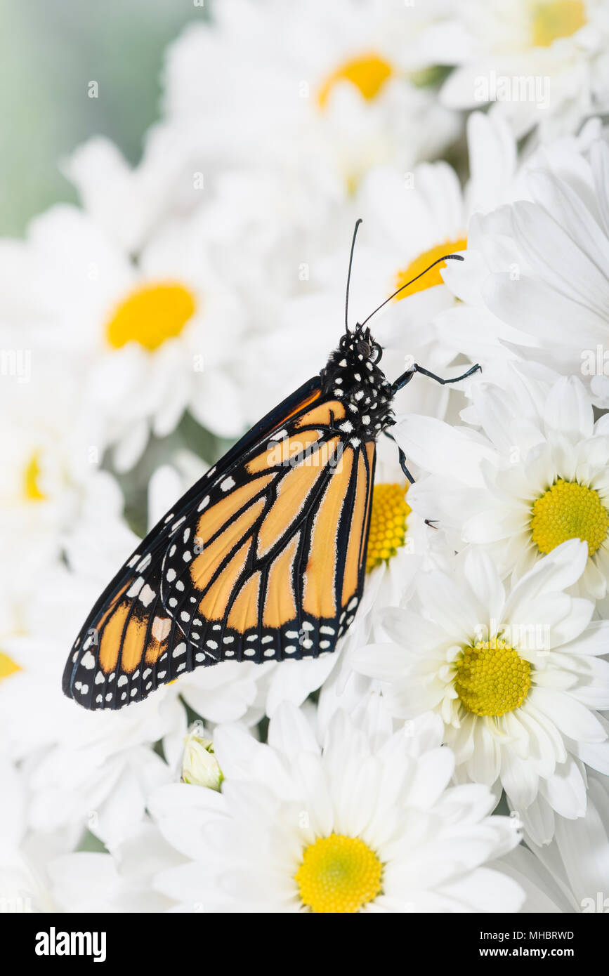 White daisy flowers butterfly hi-res stock photography and images - Alamy