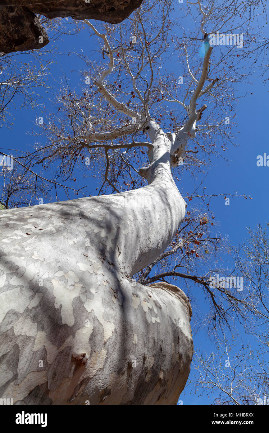 Sycamore tree arizona hi-res stock photography and images - Alamy