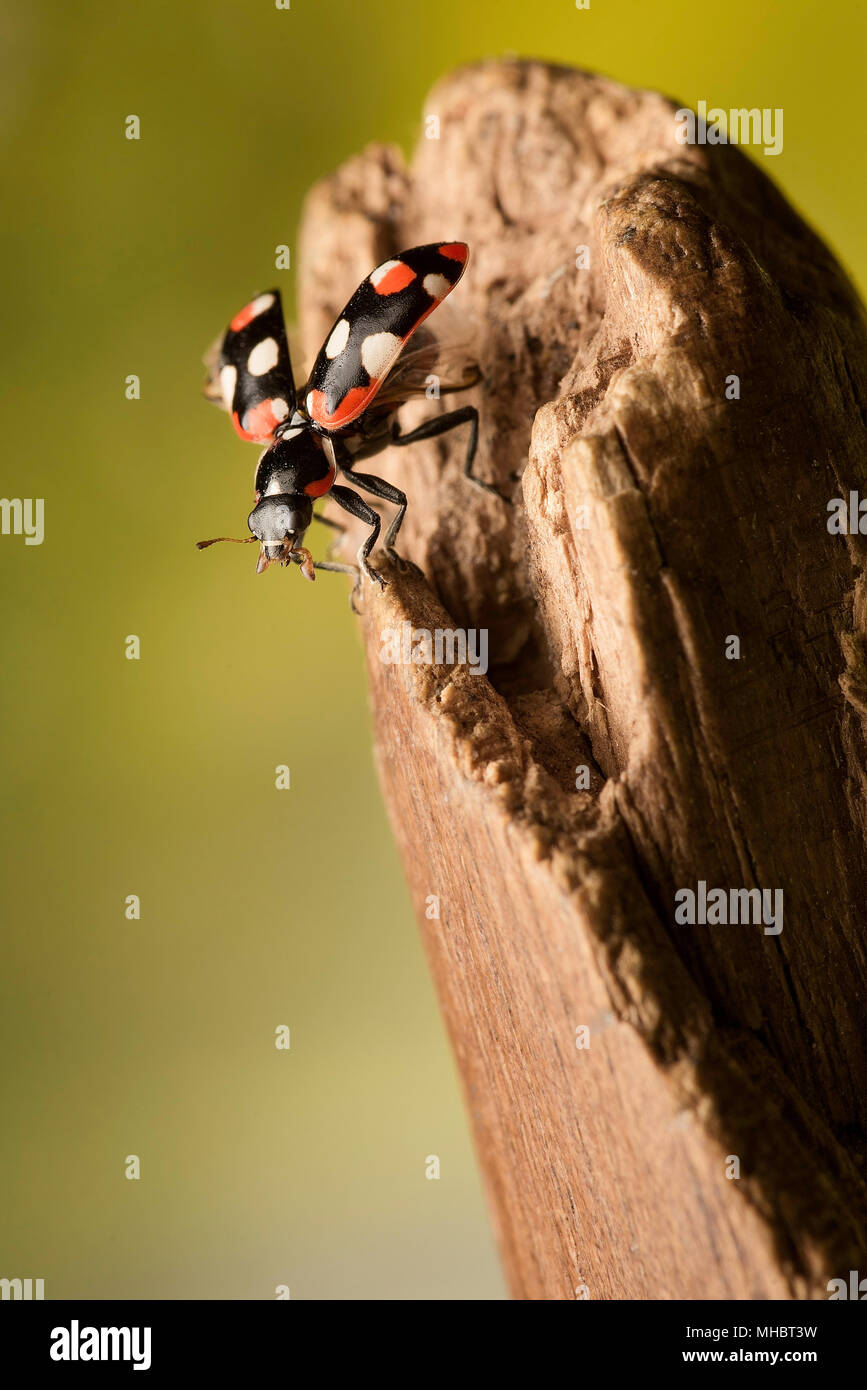 Eriopis connexa - coccinellidae Stock Photo - Alamy