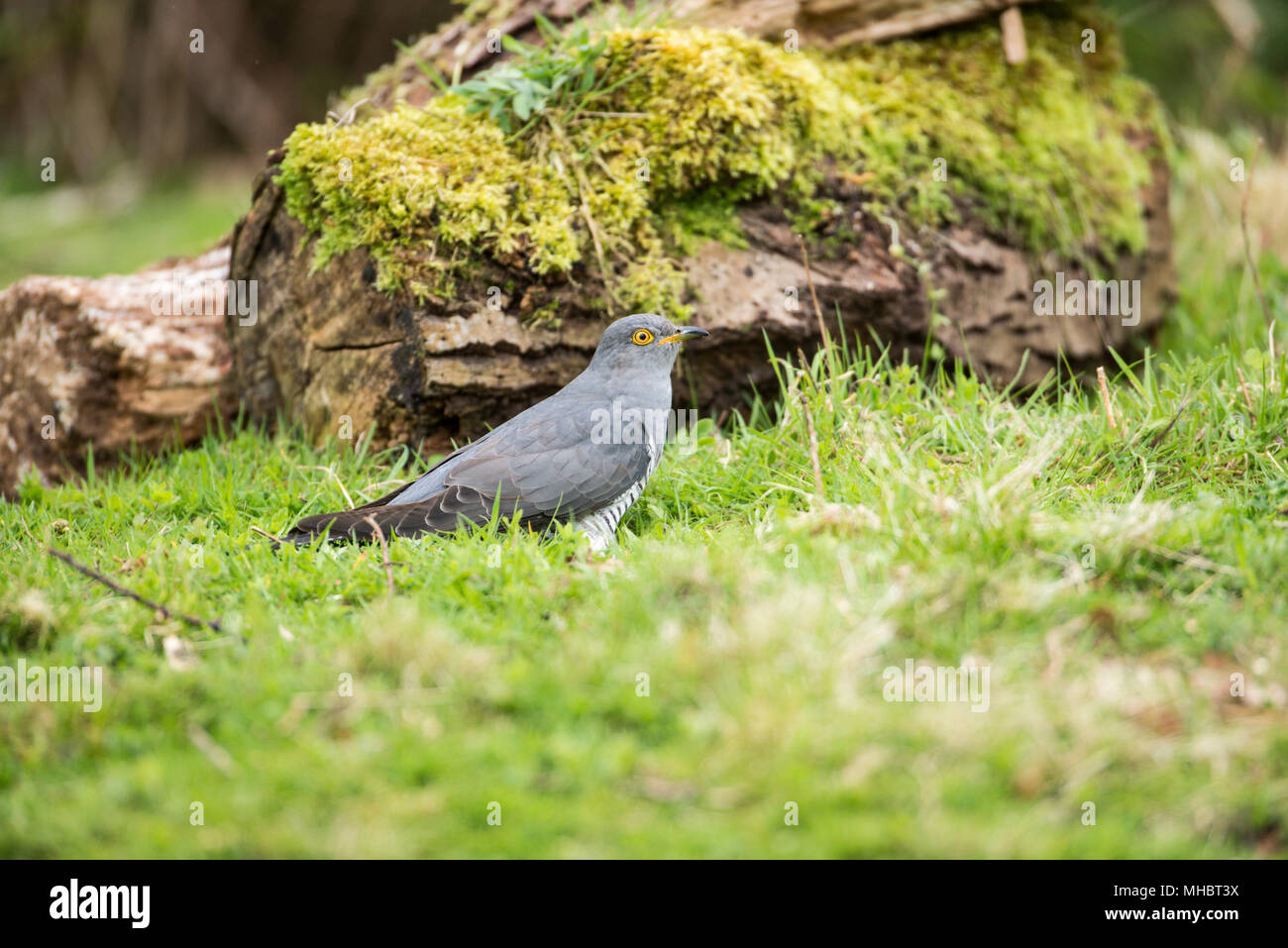 Male common cuckoo (Cuculus canorus) foraging on the ground Stock Photo ...