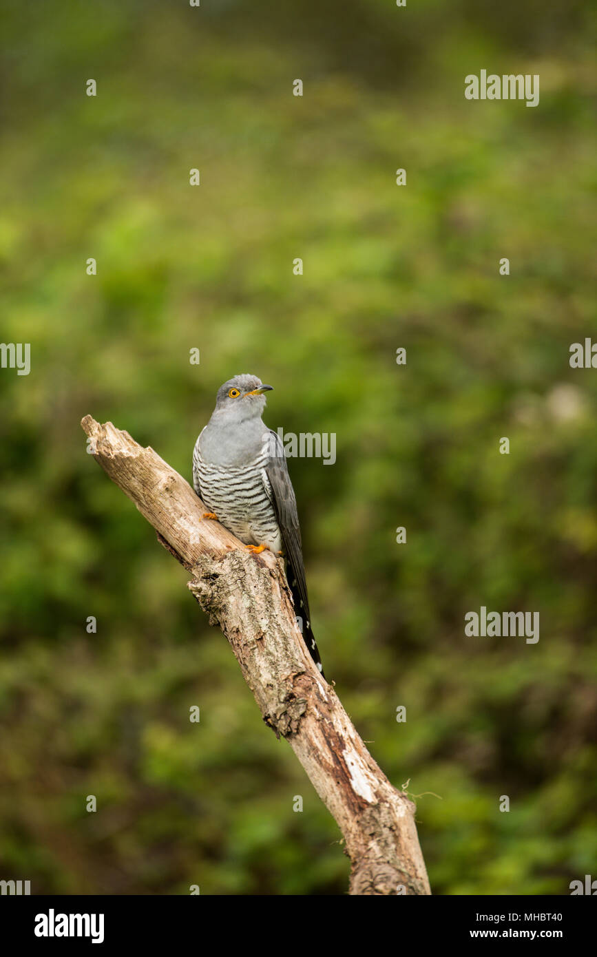 Male common cuckoo (Cuculus canorus Stock Photo - Alamy