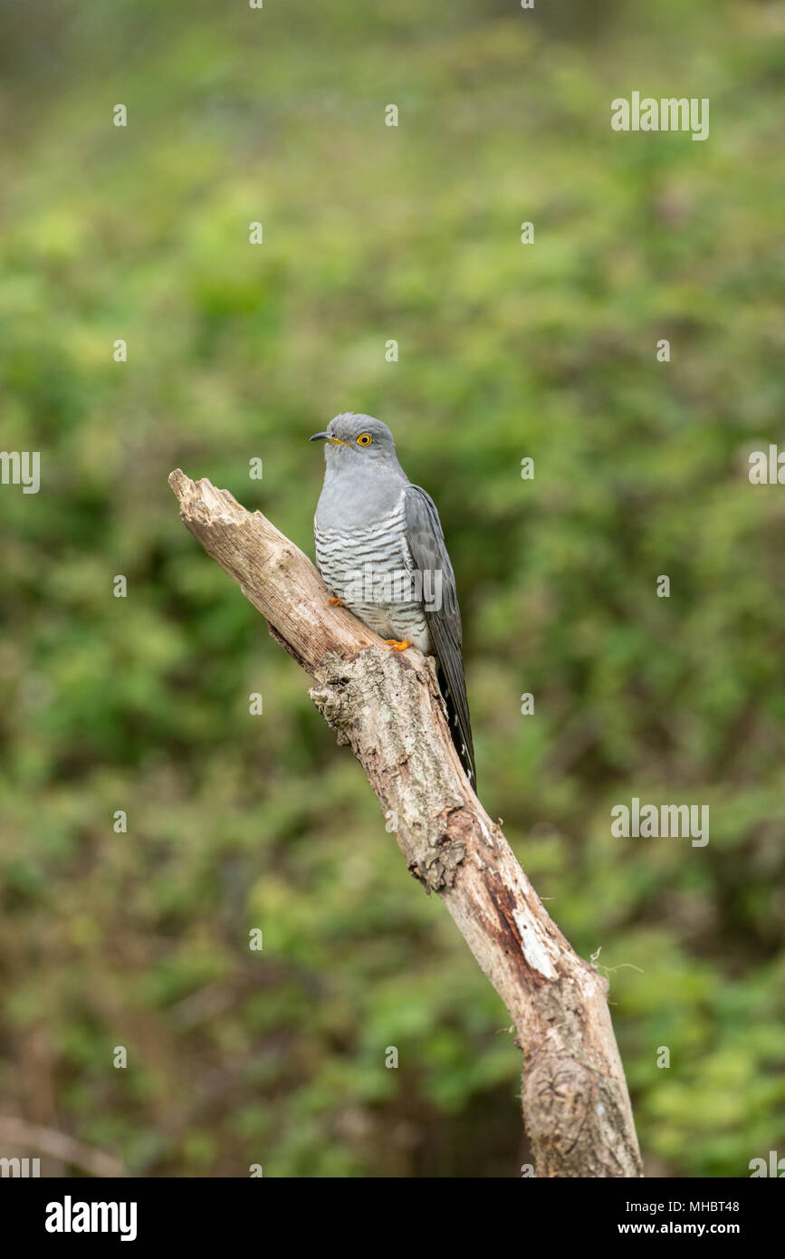 Male common cuckoo (Cuculus canorus Stock Photo - Alamy