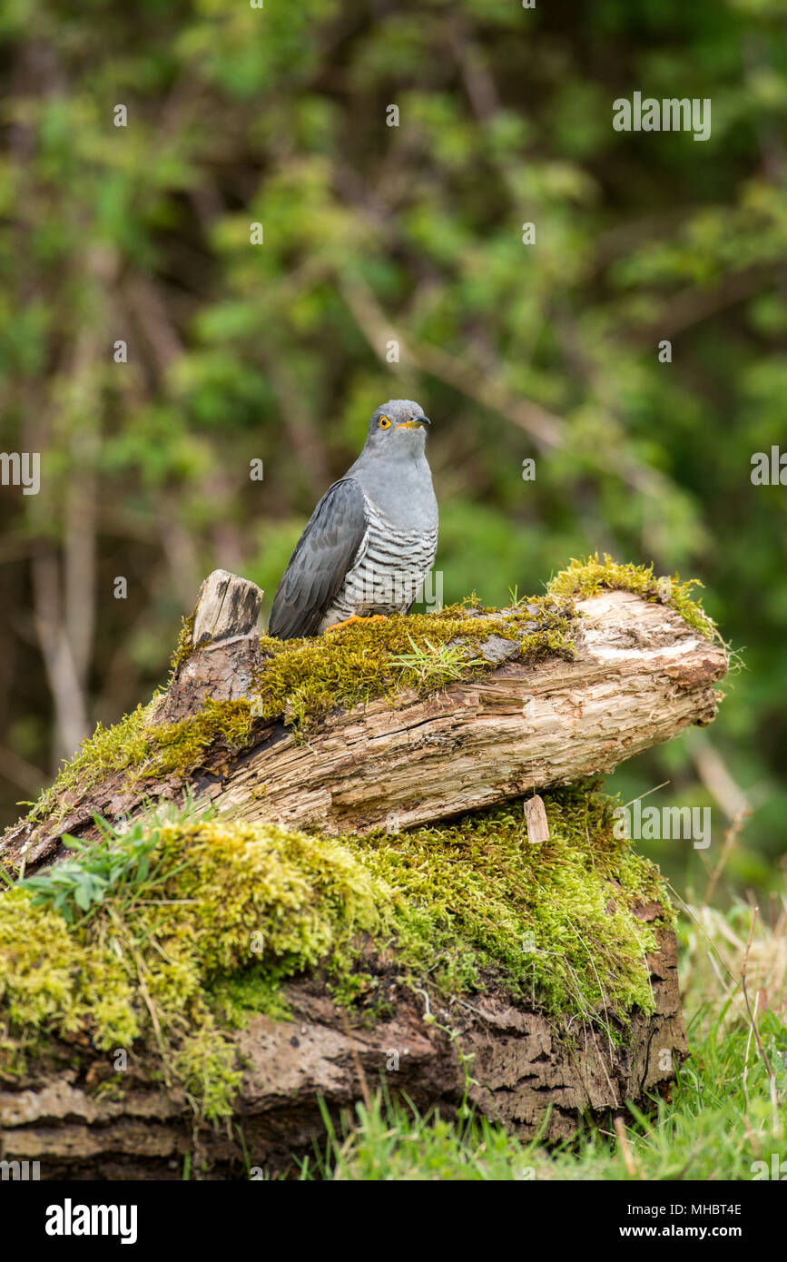 Male common cuckoo (Cuculus canorus Stock Photo - Alamy