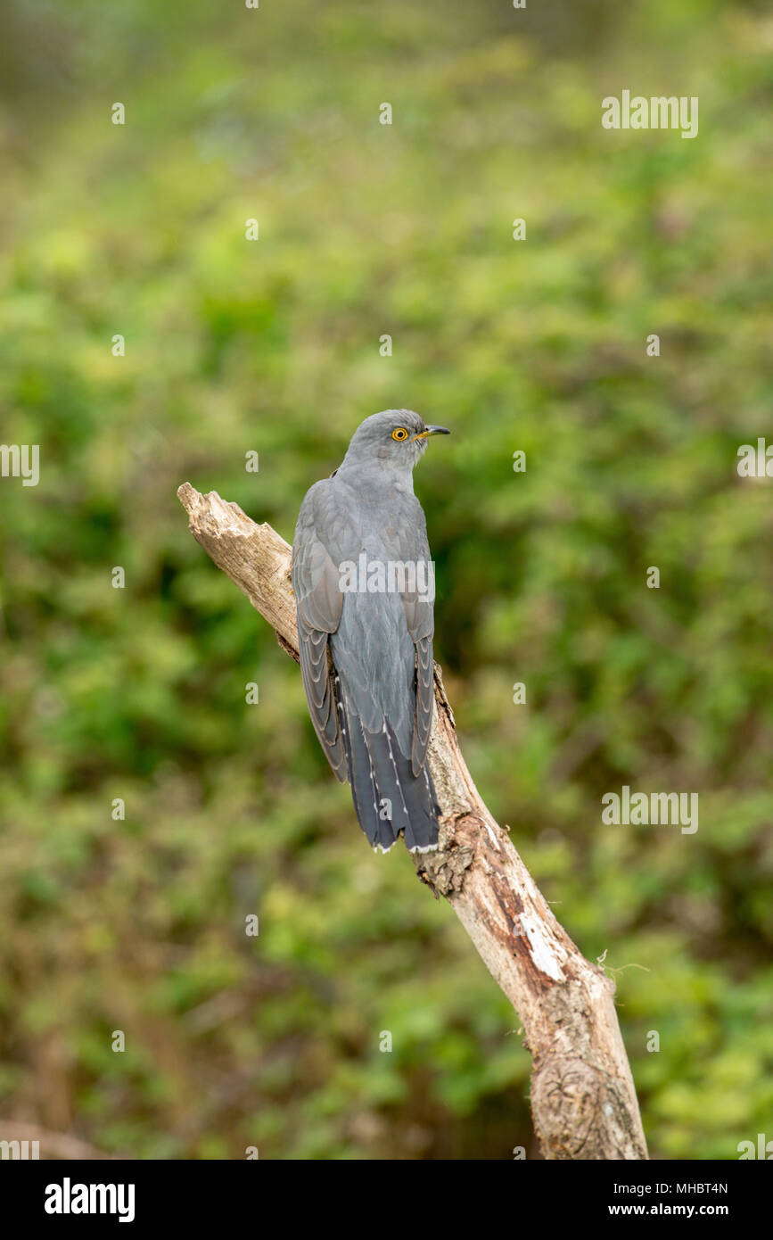 Male common cuckoo (Cuculus canorus), back view Stock Photo - Alamy