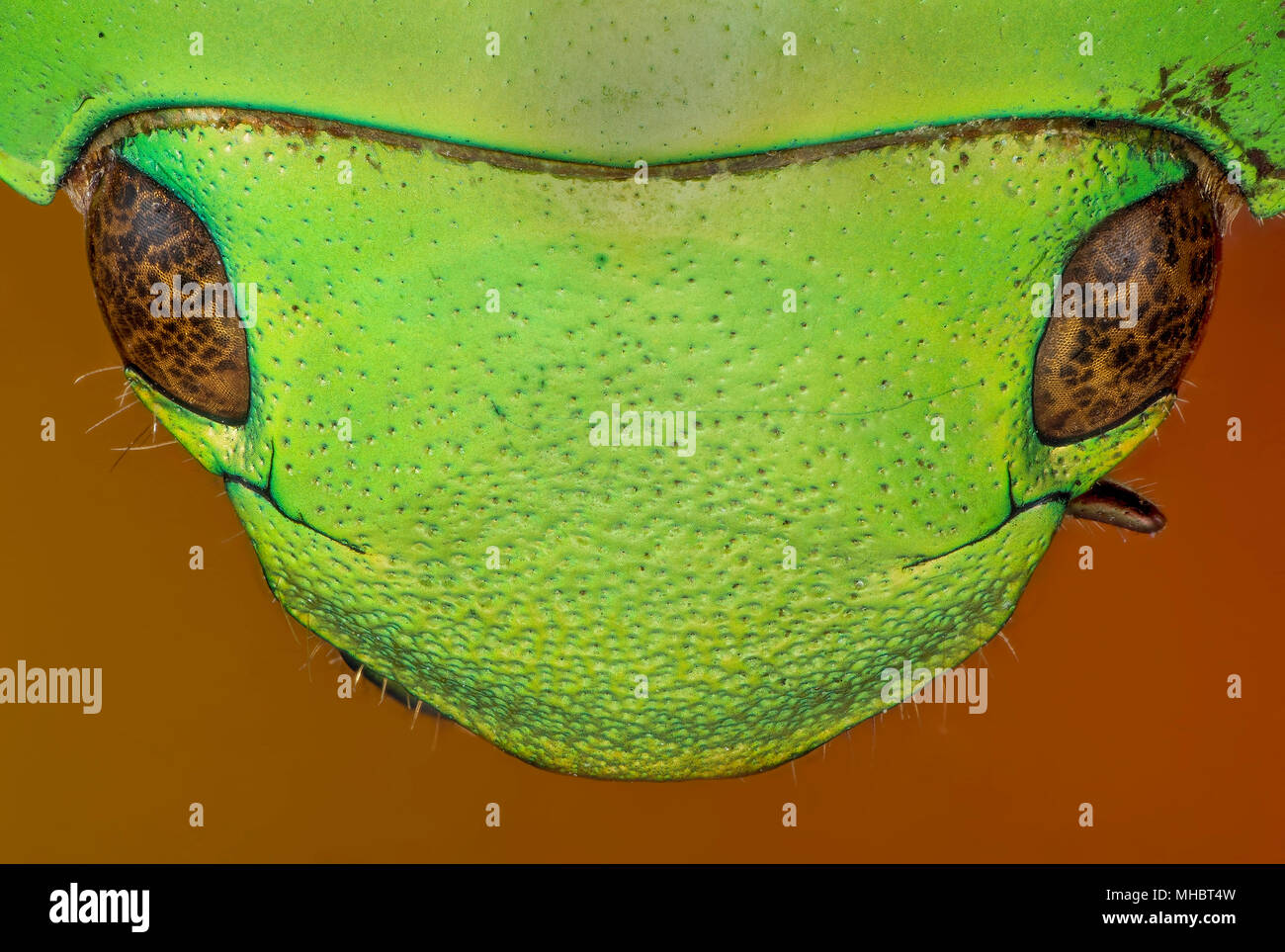 Beetle head hi-res stock photography and images - Alamy