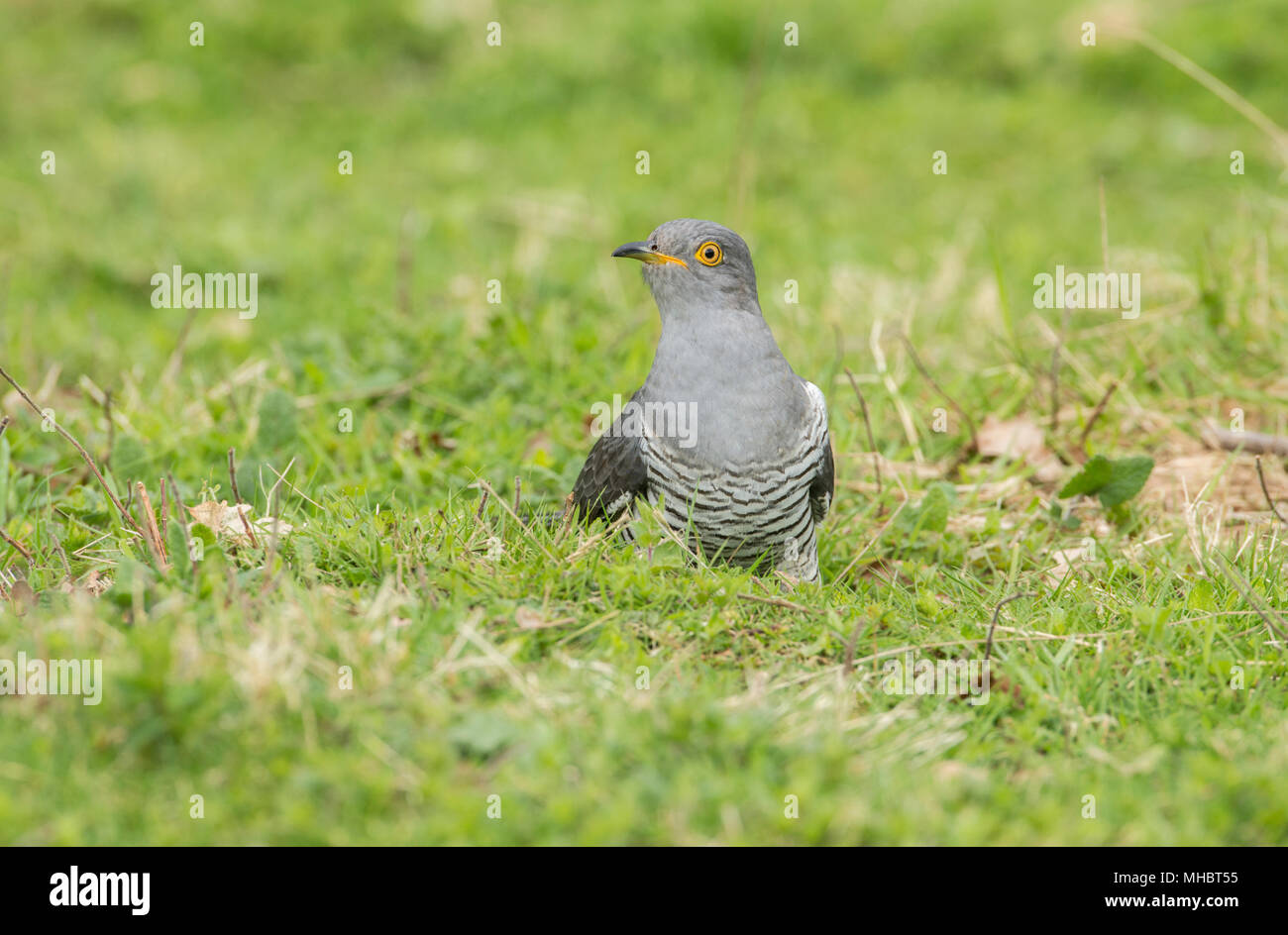 Male common cuckoo (Cuculus canorus) foraging on the ground Stock Photo ...