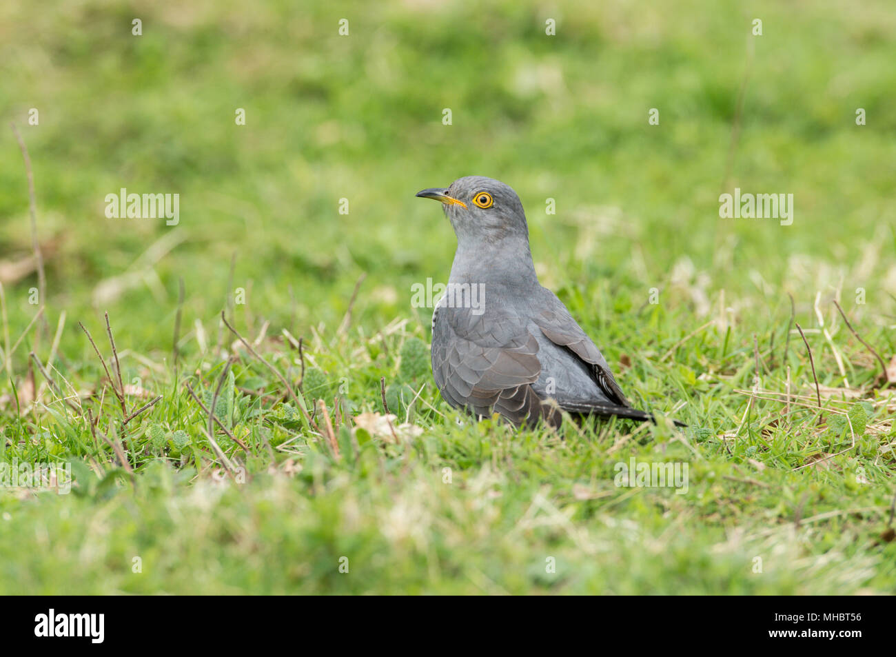 Male common cuckoo (Cuculus canorus) foraging on the ground Stock Photo ...