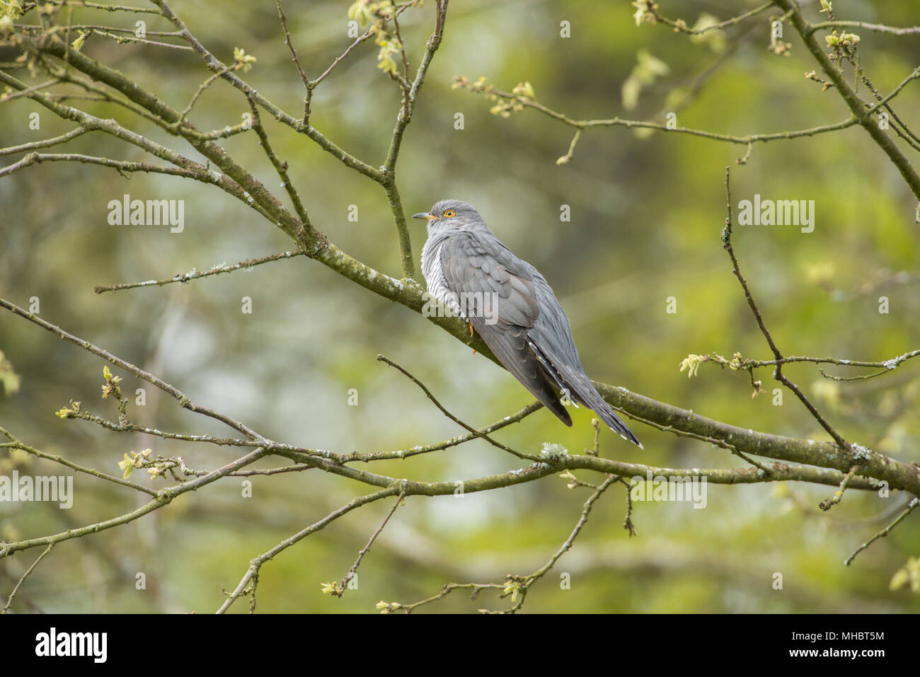 Male common cuckoo (Cuculus canorus) perched in a tree Stock Photo - Alamy