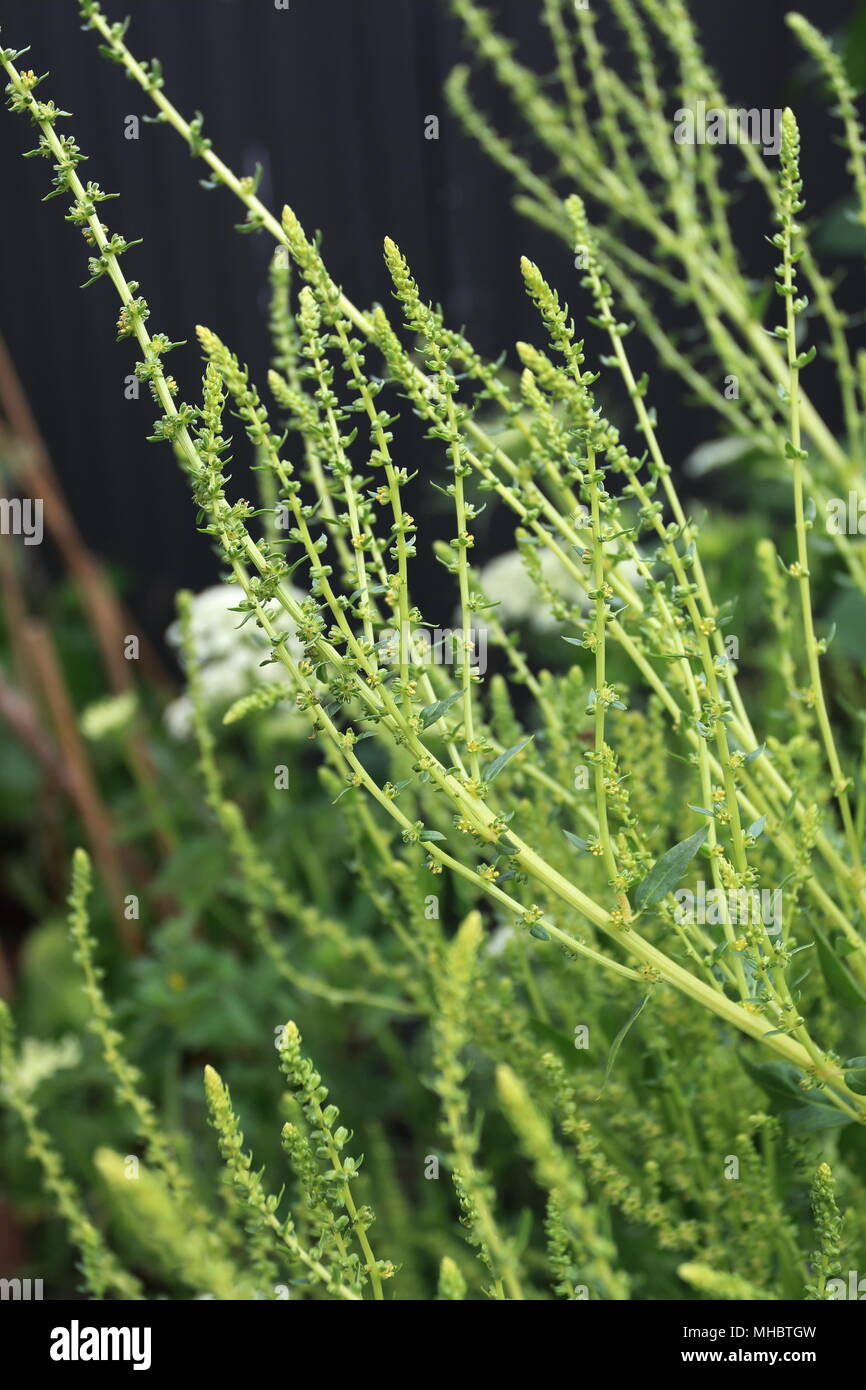 Pak choi flowers hi-res stock photography and images - Alamy