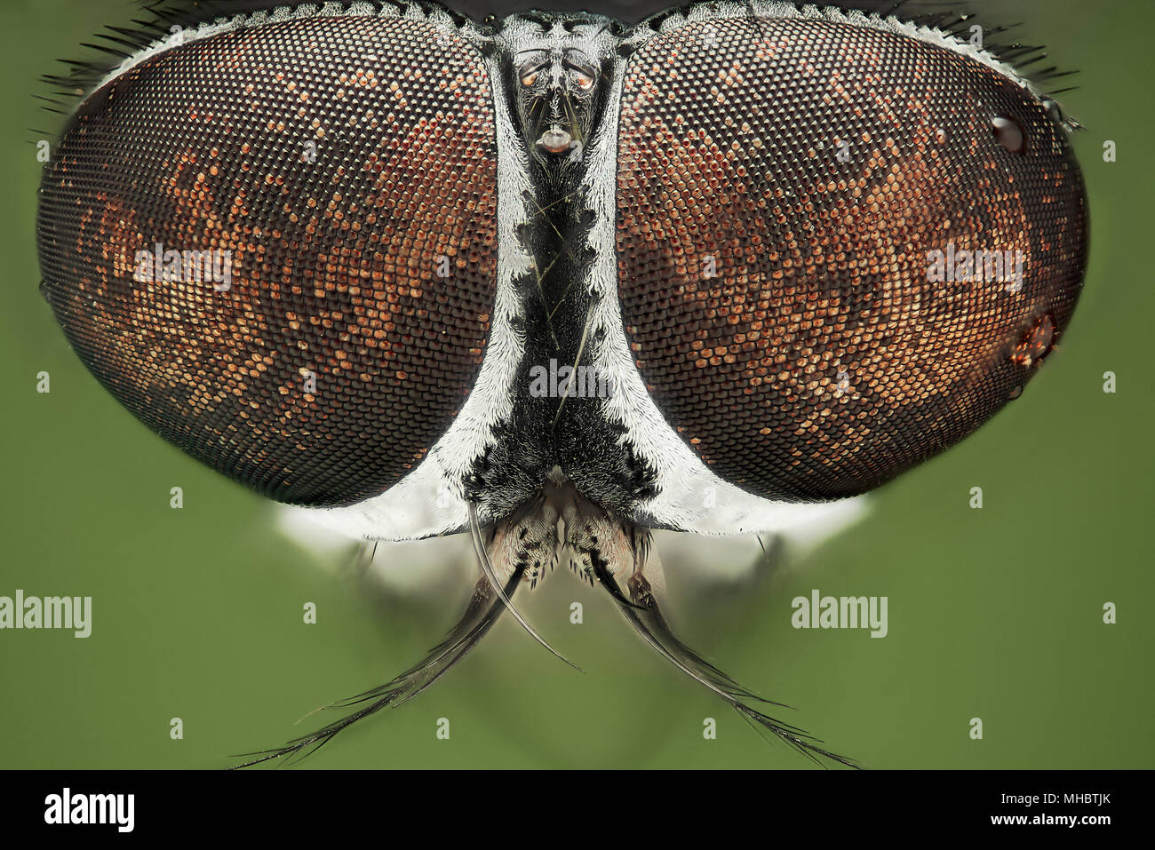 Fly insect eyes hi-res stock photography and images - Alamy