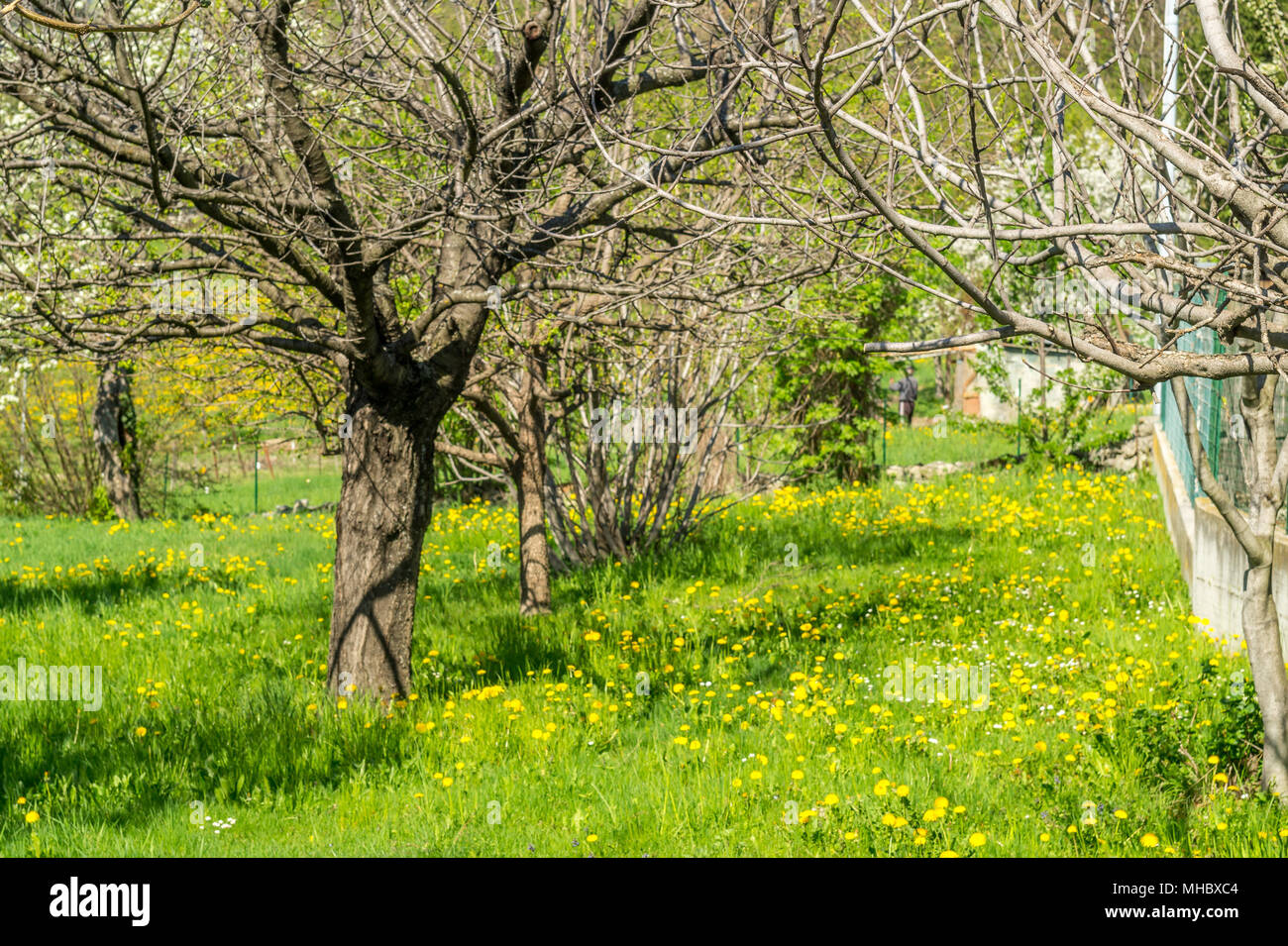 plants and spring landscape Stock Photo - Alamy