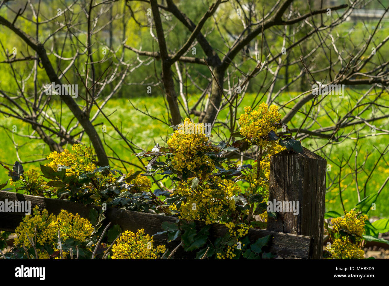 plants and spring landscape Stock Photo - Alamy
