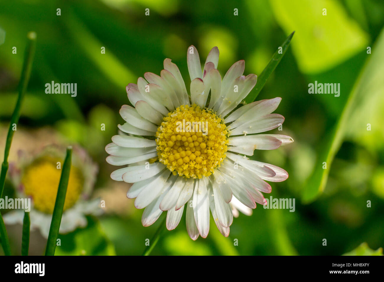 flowers in spring closeup Stock Photo - Alamy