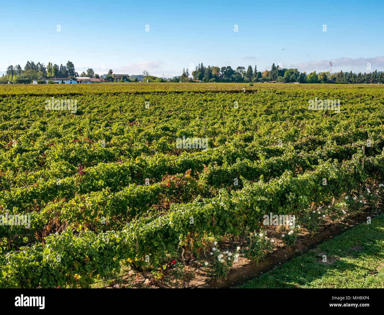 View across vineyard, Santa Cruz wine region, Colchagua Valley, Chile ...