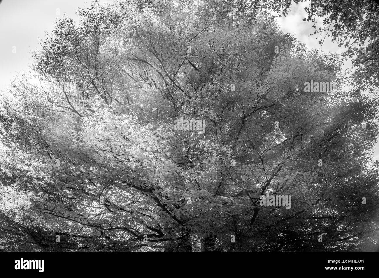 Tree landscape family Black and White Stock Photos & Images - Alamy
