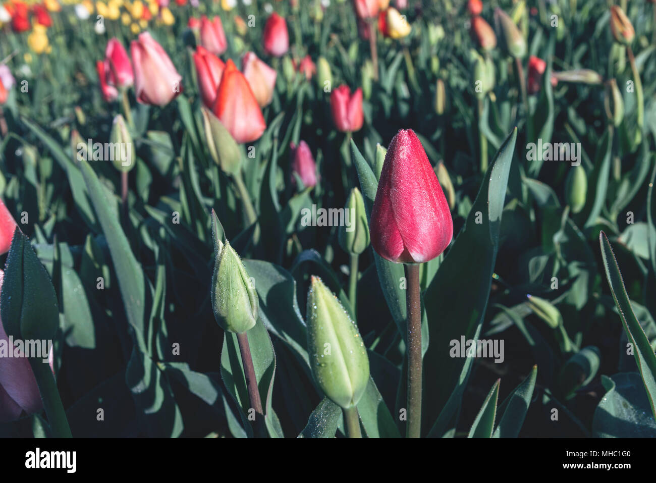 Colorful tulips in a field. Beautiful spring landscape Stock Photo - Alamy