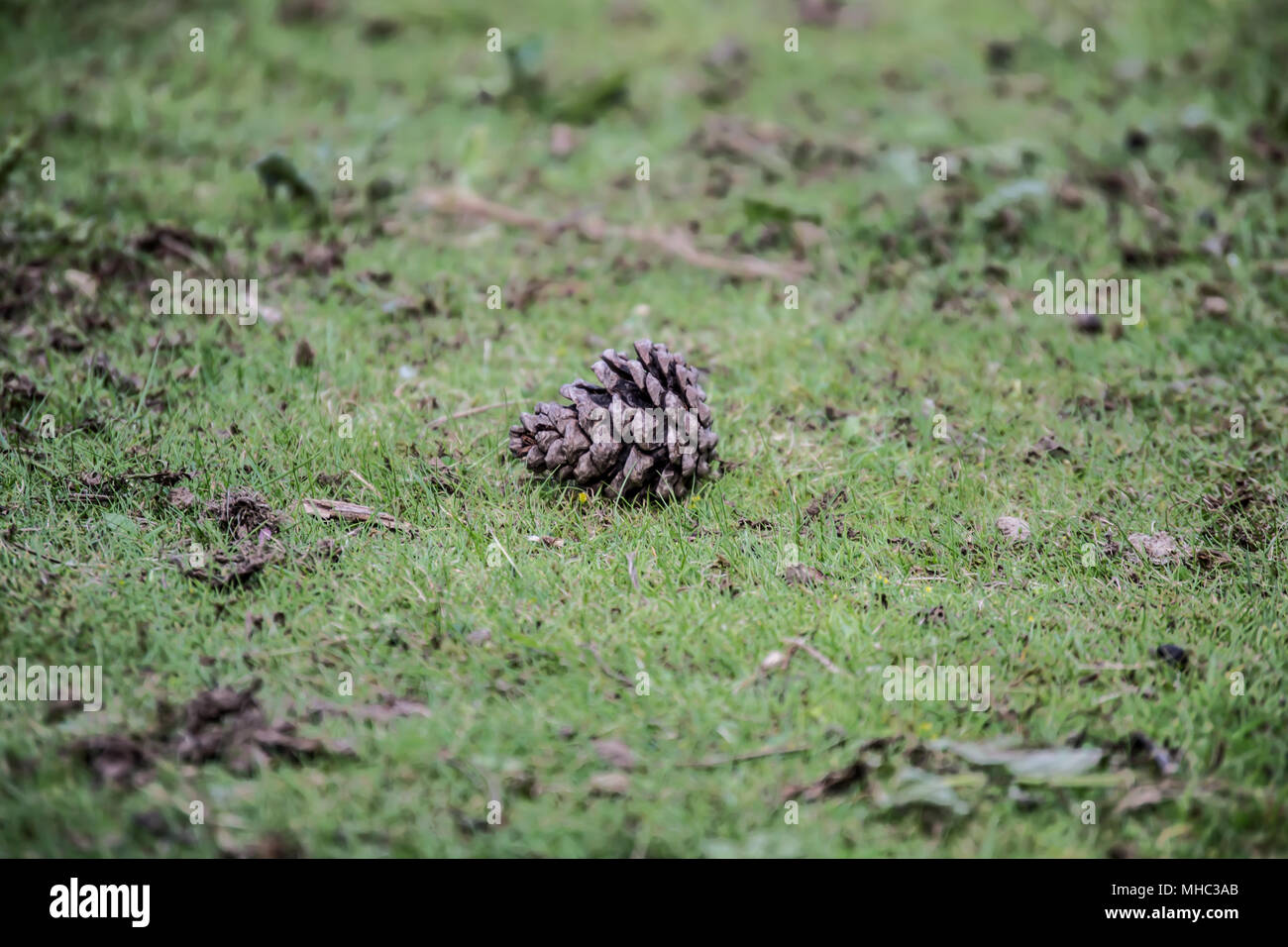An image of a single pine cone lying on the grass Stock Photo - Alamy