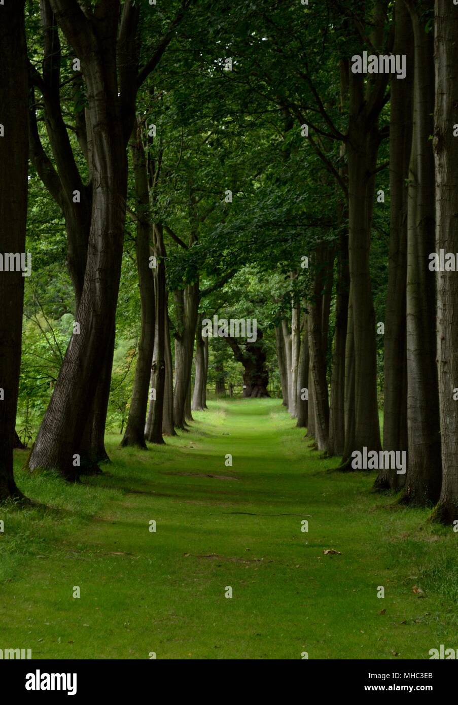 An image showing a clear path through old trees Stock Photo - Alamy