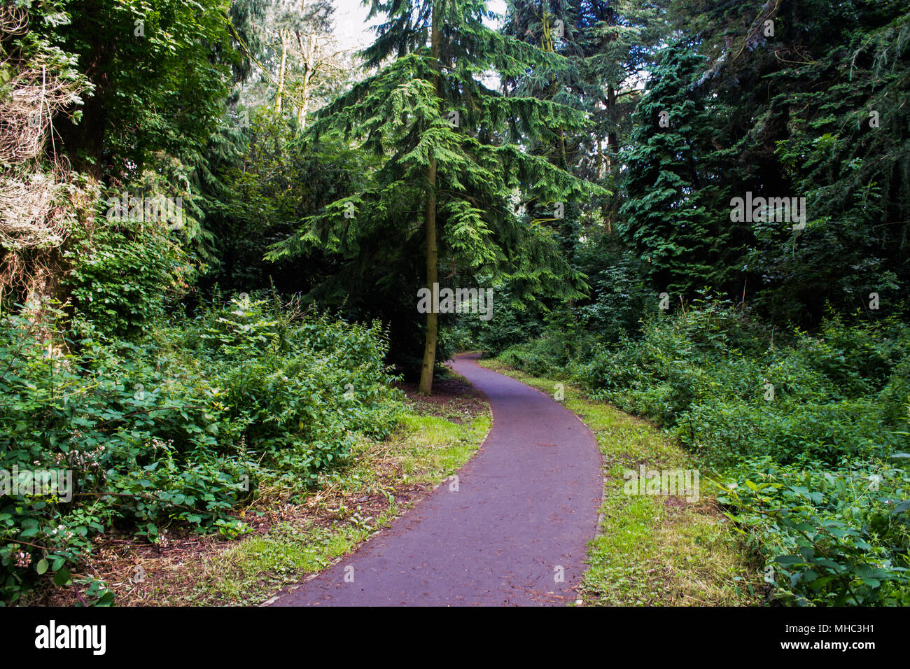 An image showing a path winding through the forest Stock Photo - Alamy