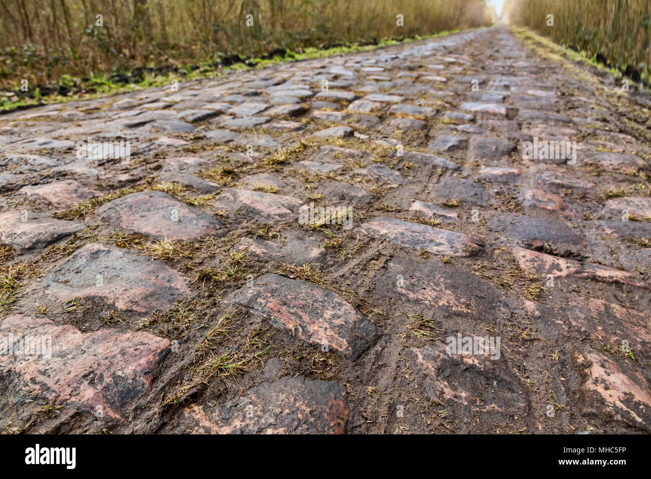 Image of the famous cobblestone road from the forest of Arenberg (Pave ...