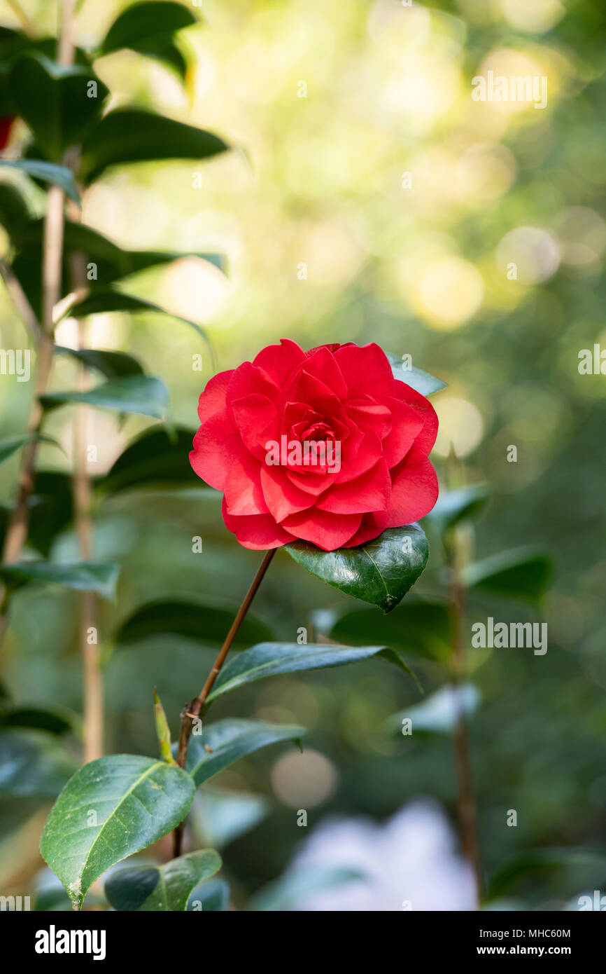 Jury Stock Photos & Jury Stock Images - Alamy