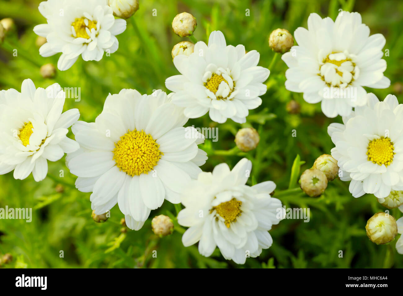 Chrysanthemum flowered hi-res stock photography and images - Alamy
