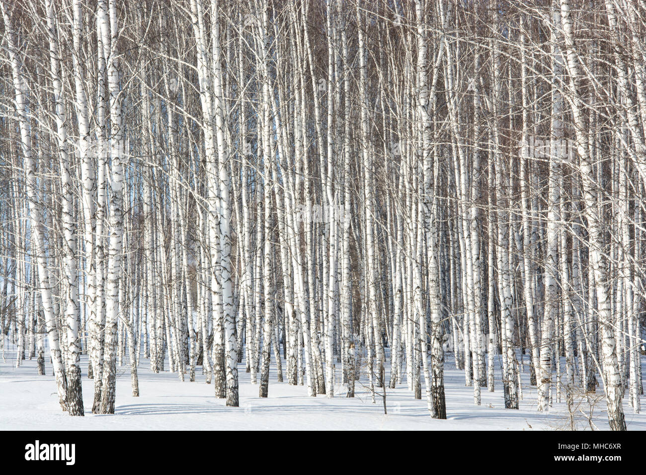 Birch rod hi-res stock photography and images - Alamy
