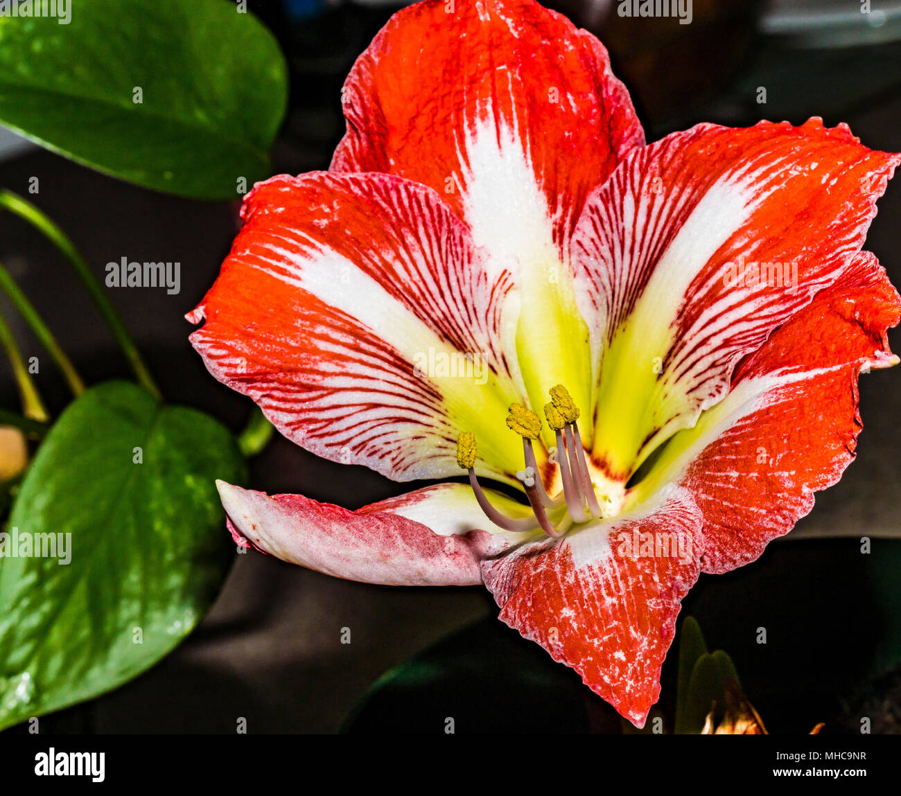 flower pollen close-up Stock Photo - Alamy