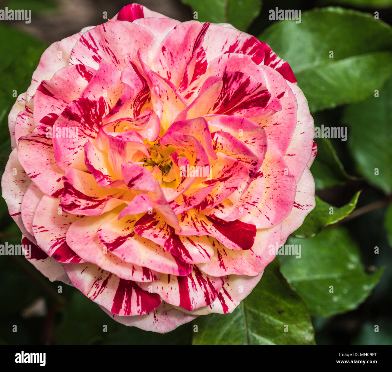 variegated red rose Stock Photo - Alamy
