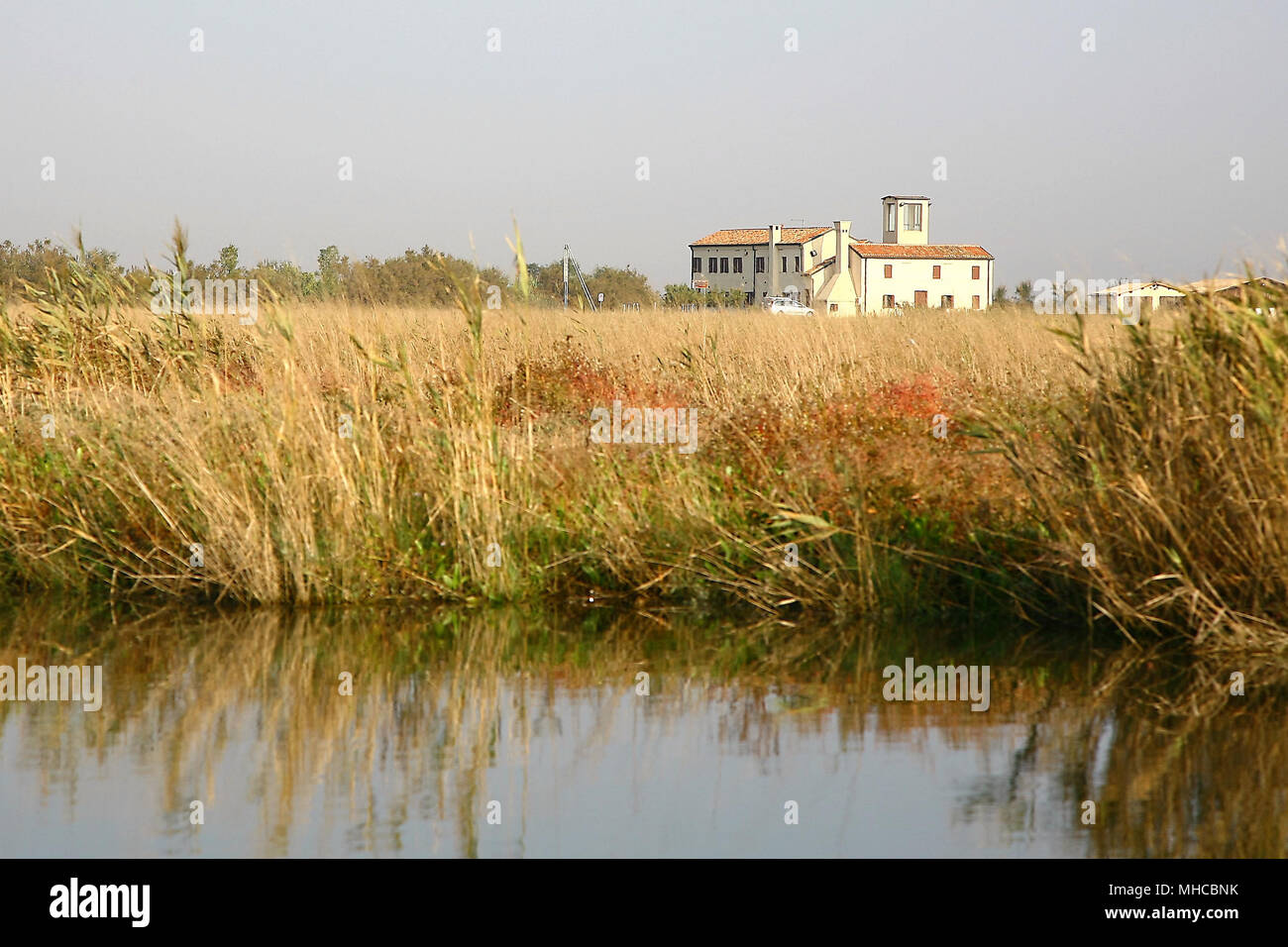 Nature swamp in venetian lagoon Stock Photo - Alamy