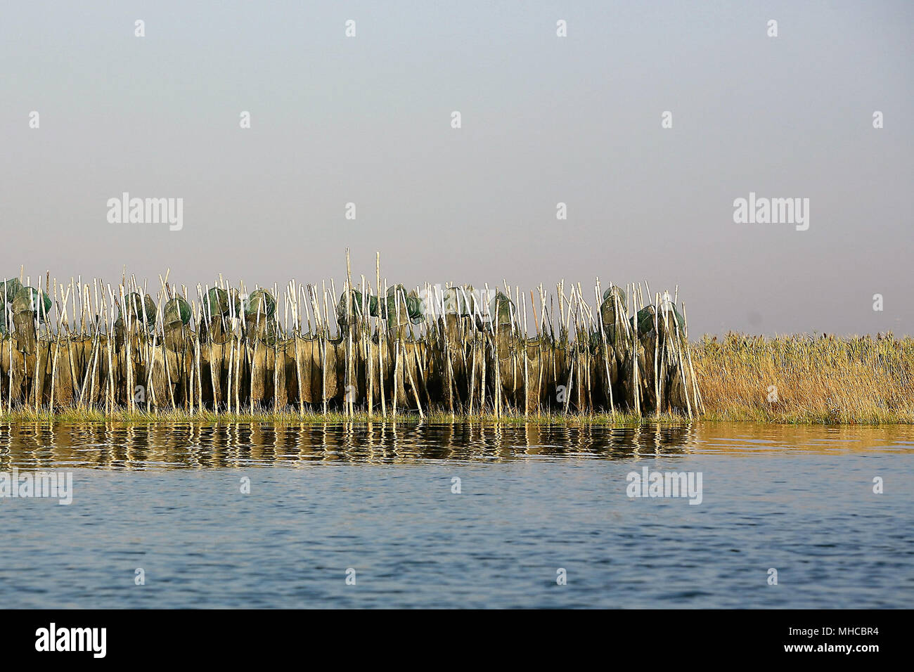 Nature swamp in venetian lagoon Stock Photo - Alamy