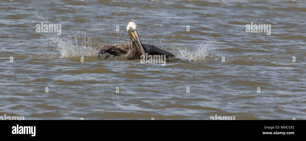 Brown Pelican taking a bath at North Deer Island Pelican Rookery in ...