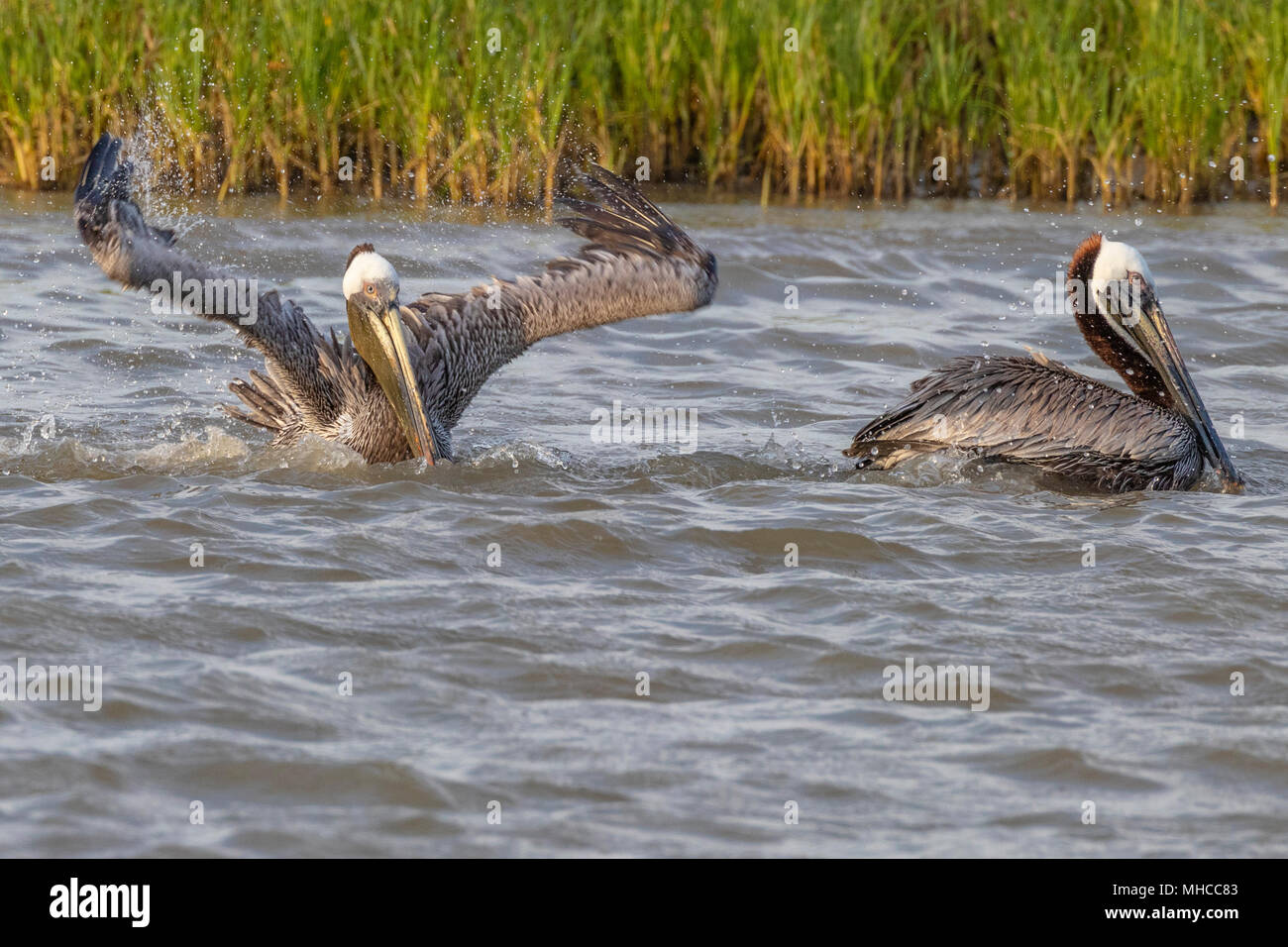 Pelican breeding season hi-res stock photography and images - Alamy