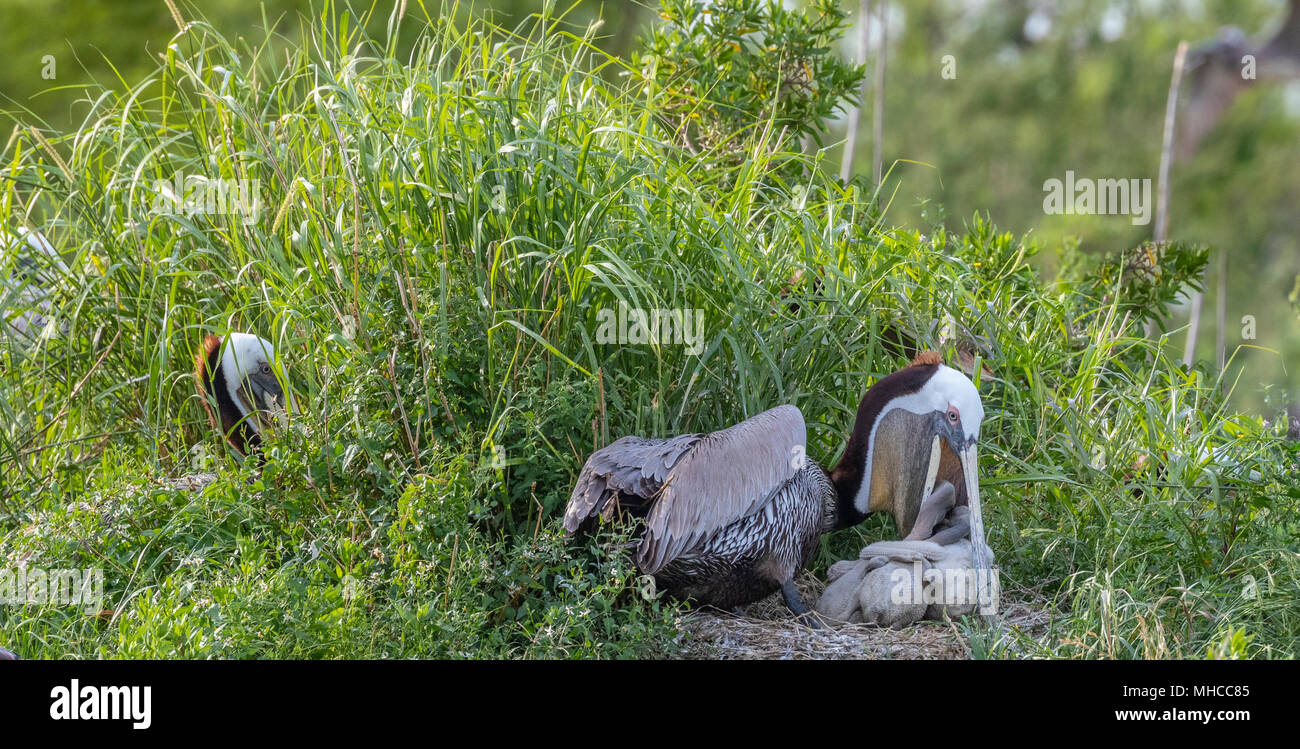 Pelican Feeding High Resolution Stock Photography and Images - Alamy