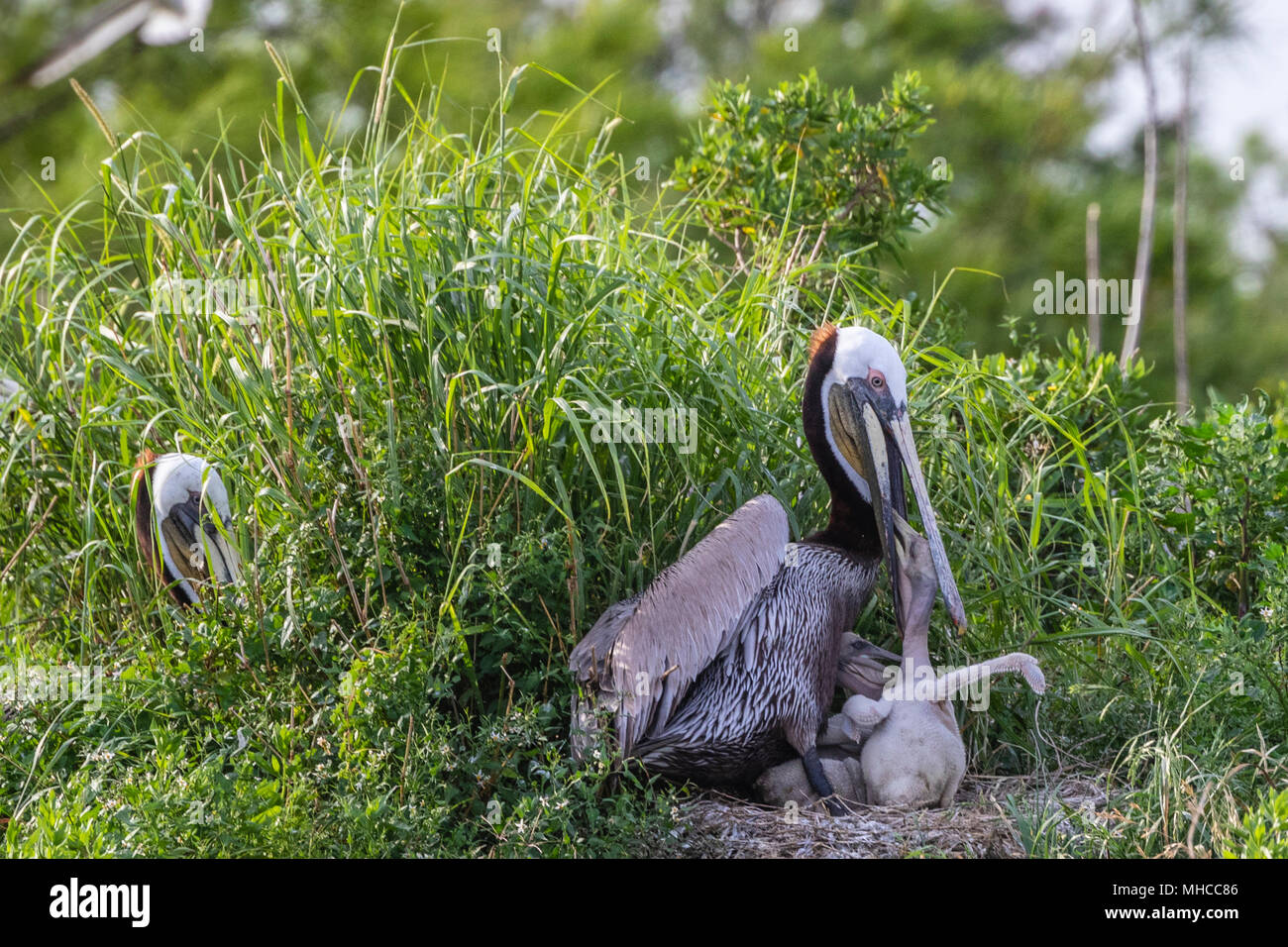 Brown Pelican at nest feeding and caring for nestlings at North Deer ...