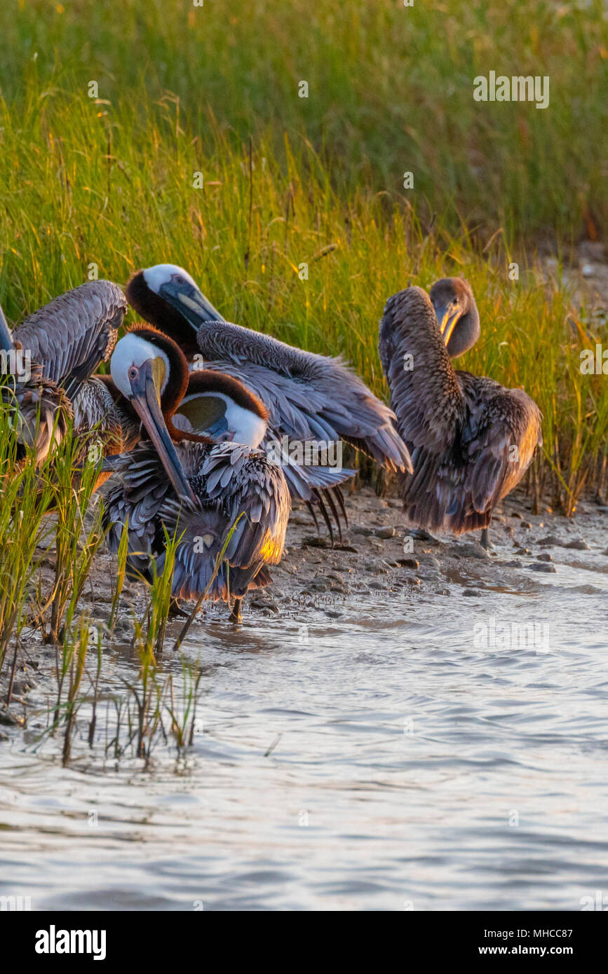 Brown pelican pelecanus occidentalis smallest of the pelicans hi-res ...