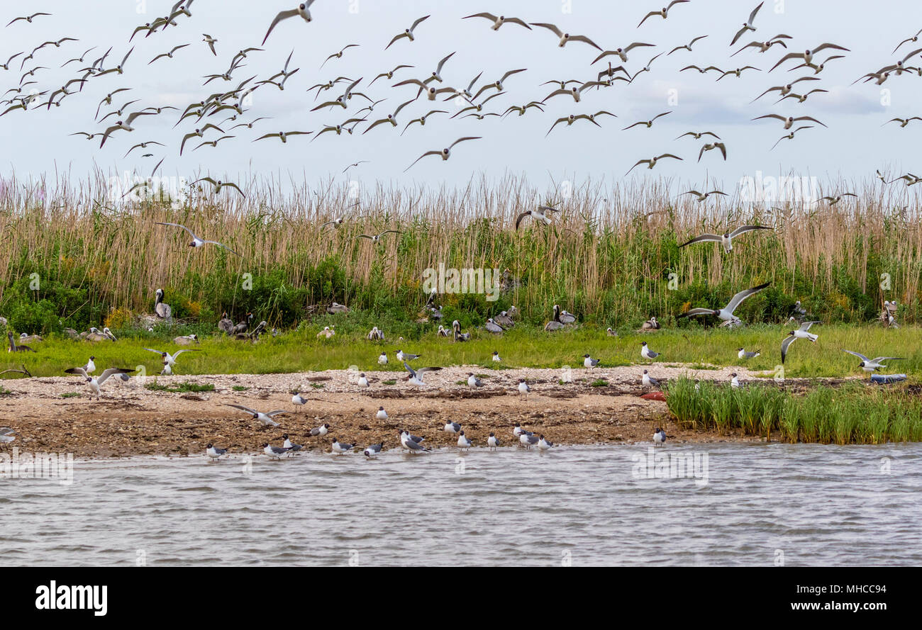 Flush Of Birds High Resolution Stock Photography and Images - Alamy
