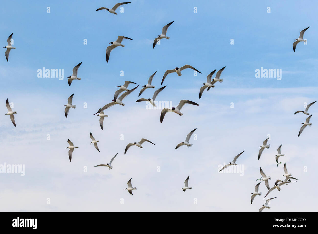 Gulls and other birds flushing in panic due to presence of hawk at ...