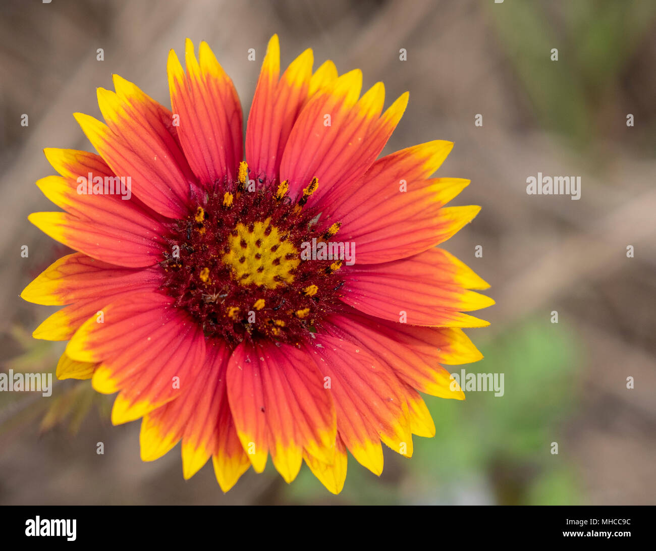 Indian sunflower seeds hi-res stock photography and images - Alamy