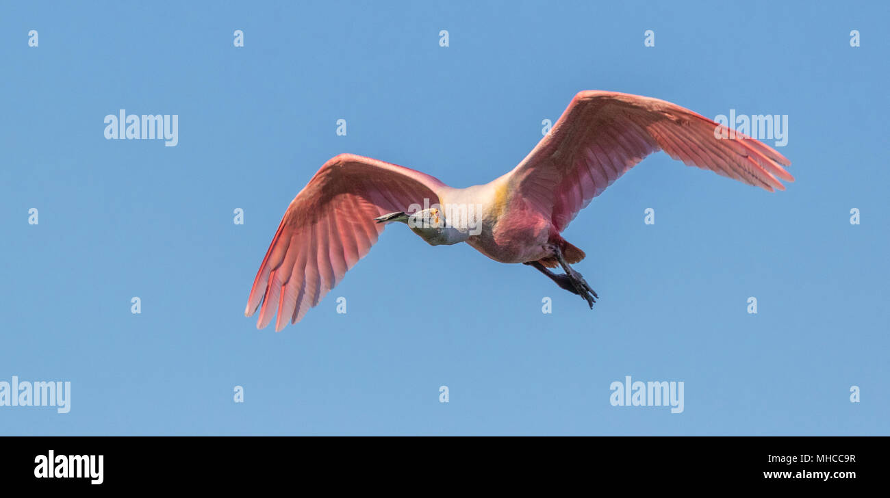 Roseate Spoonbill in flight at Smith Oaks Rookery at High Island, TX ...