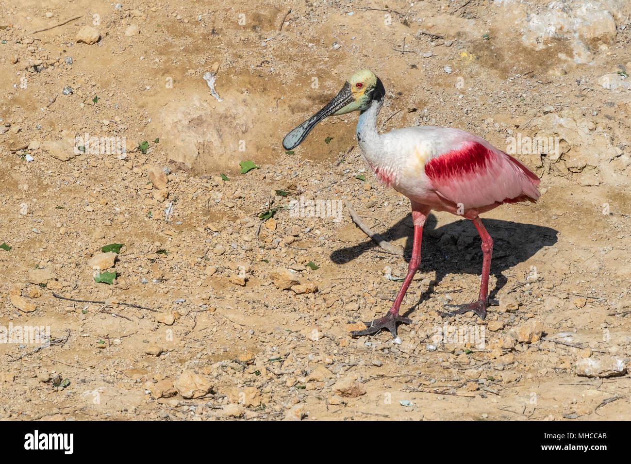 Roseate Spoonbill at Smith Oaks Rookery at High Island, TX Stock Photo ...