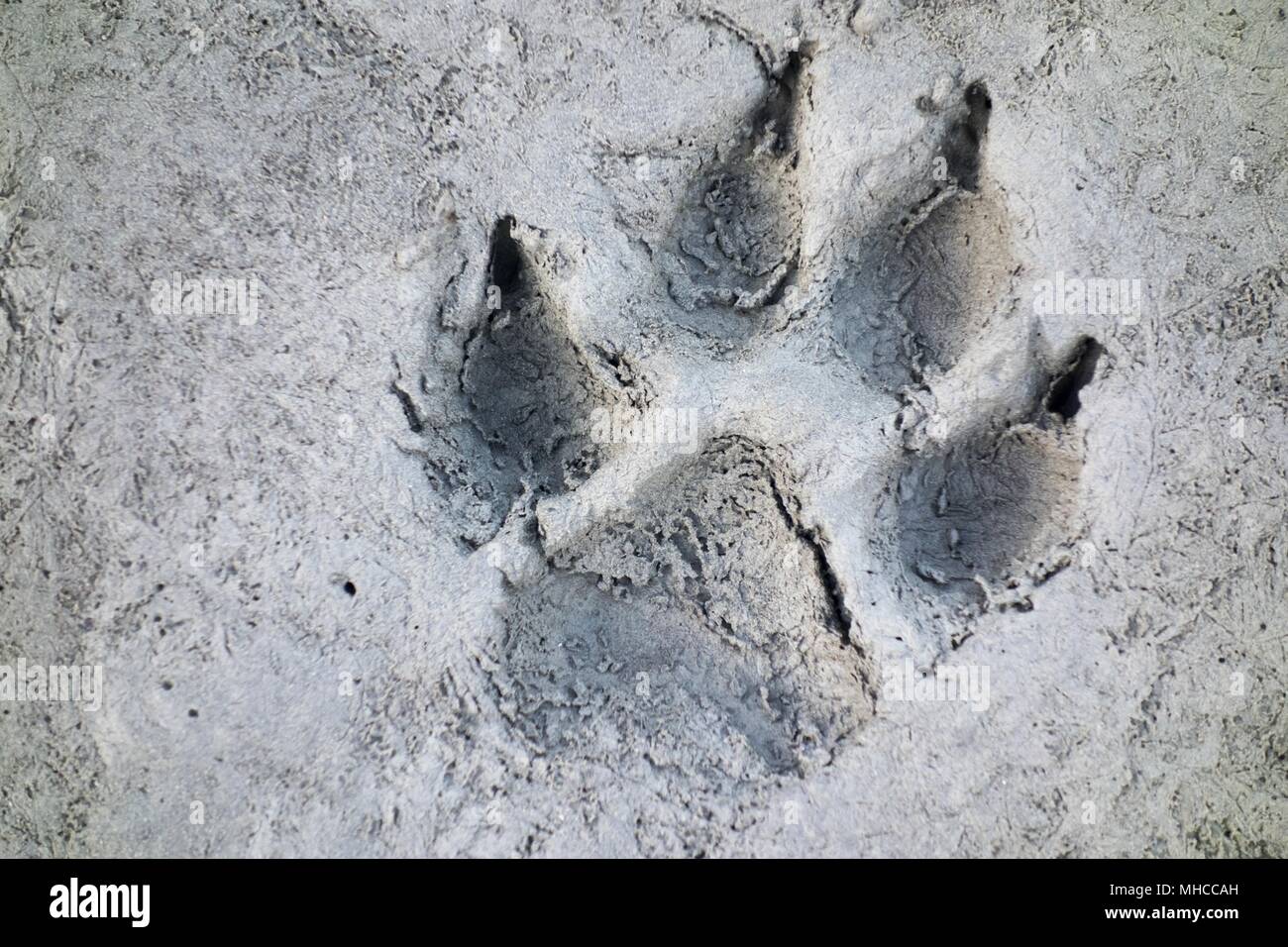 Grey Wolf Paw Print