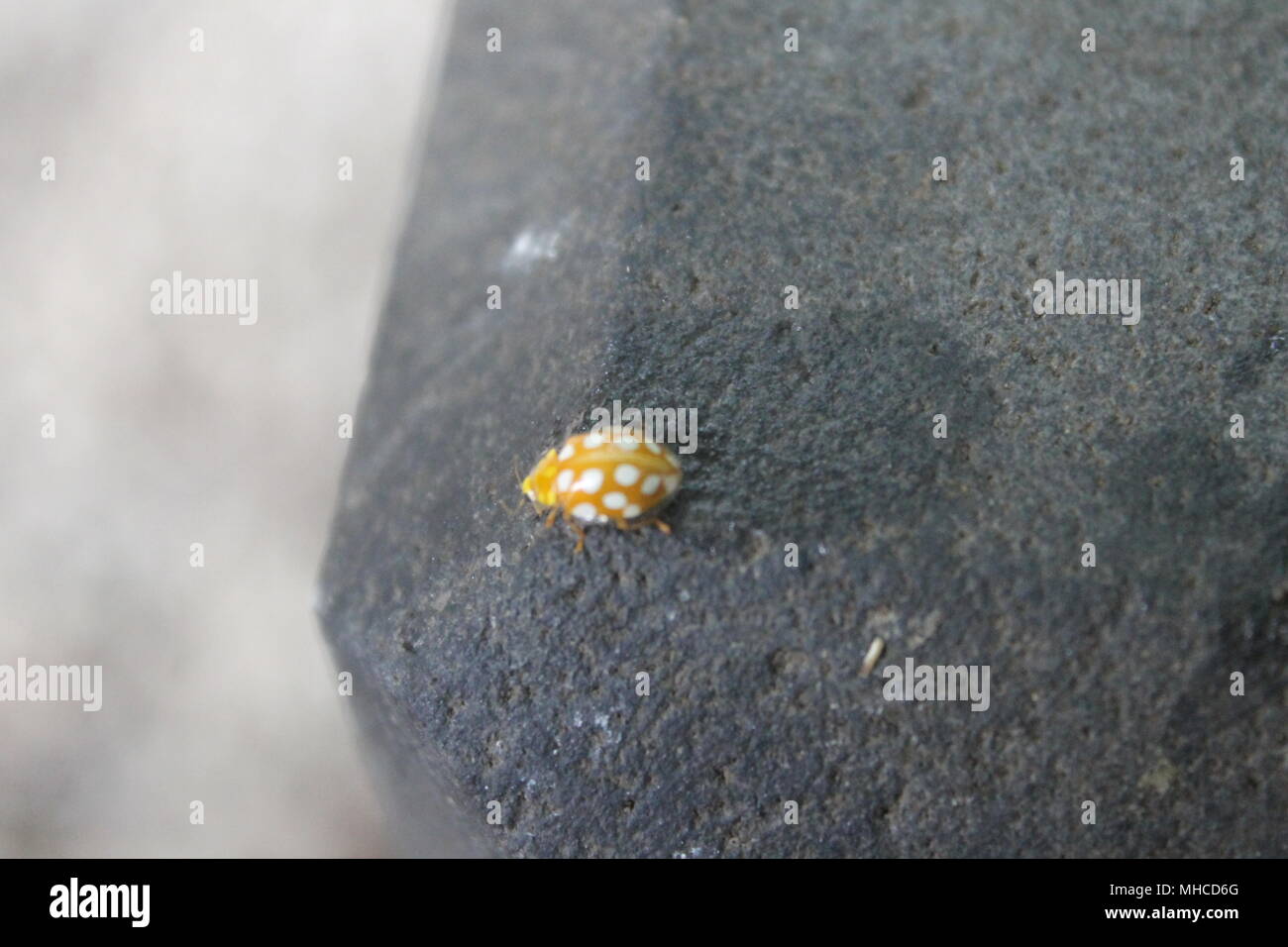 Yellow moment hi-res stock photography and images - Alamy